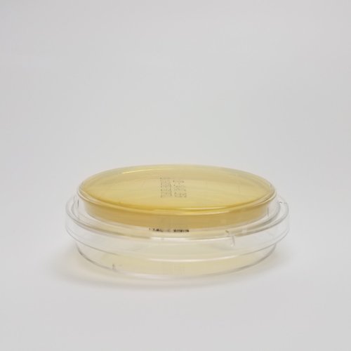 Order TSA Plates | SDA Plates | TSA Plate Microbiology — LAB 797