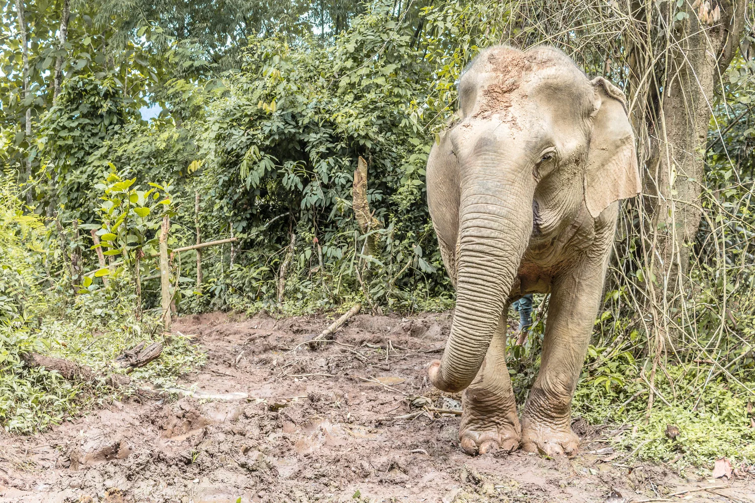 what to know about Mandalao's ethical elephant encounter in Laos ...