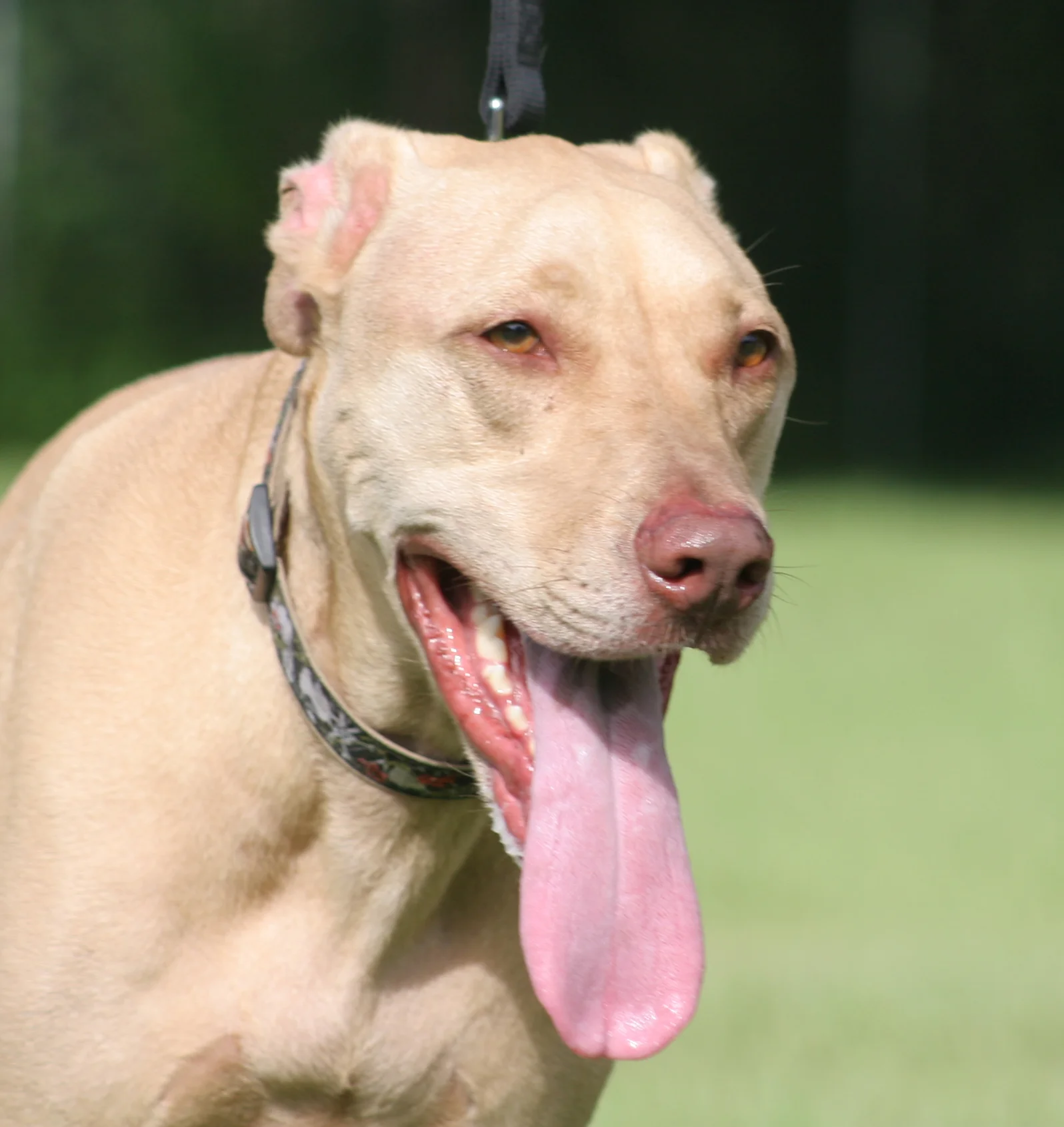 Our Canines — The Animal Refuge Center (ARC)