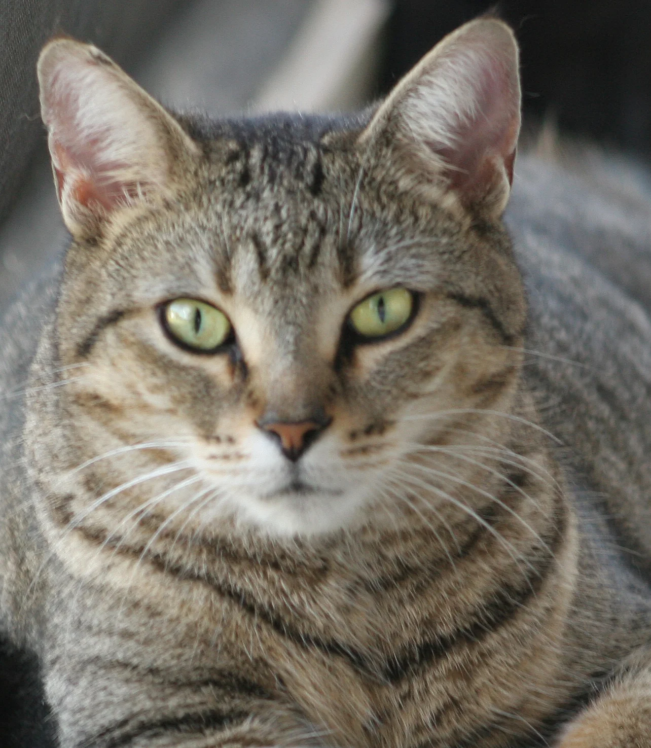 Our Felines — The Animal Refuge Center (ARC)