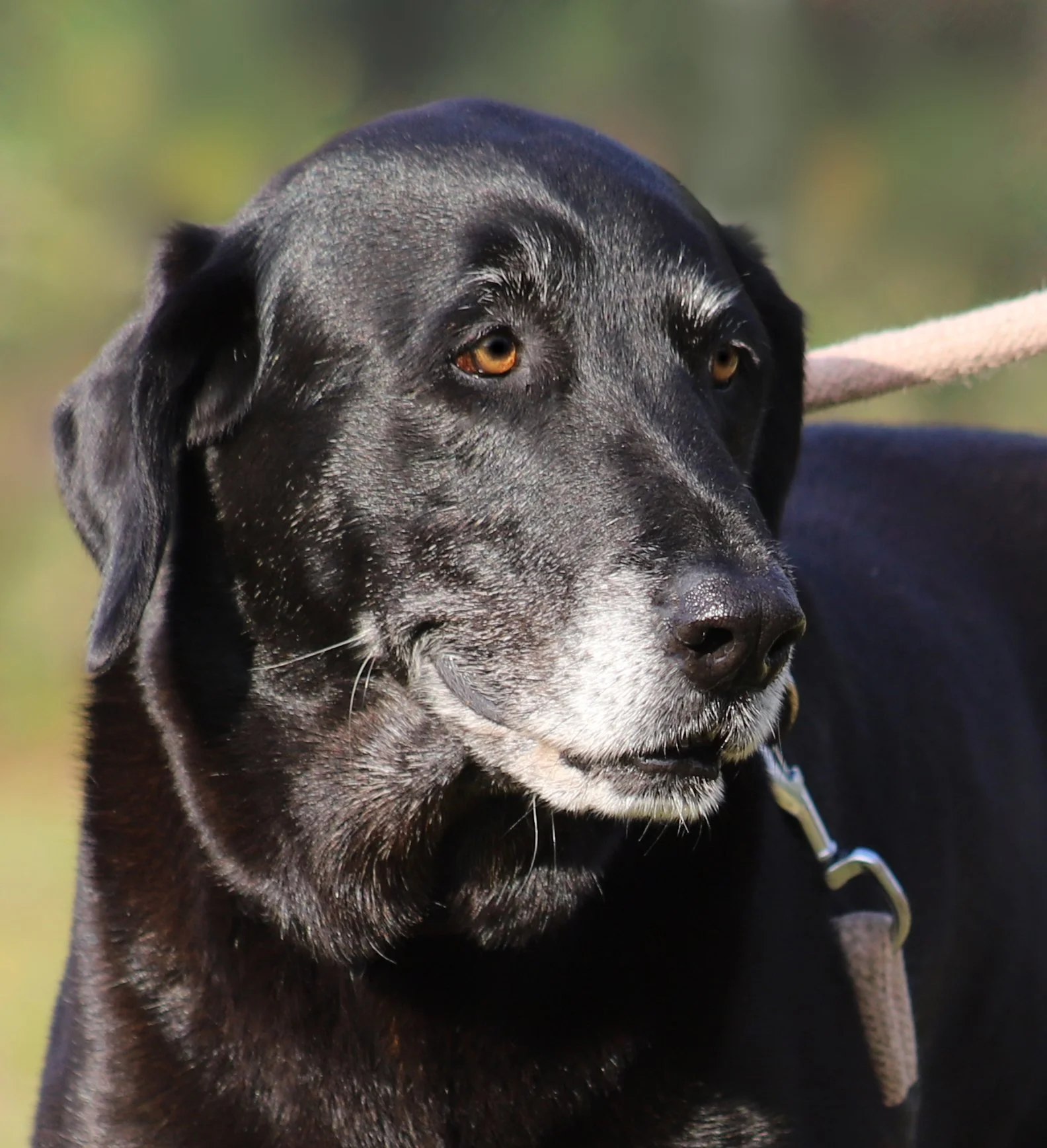 Our Canines — The Animal Refuge Center (ARC)
