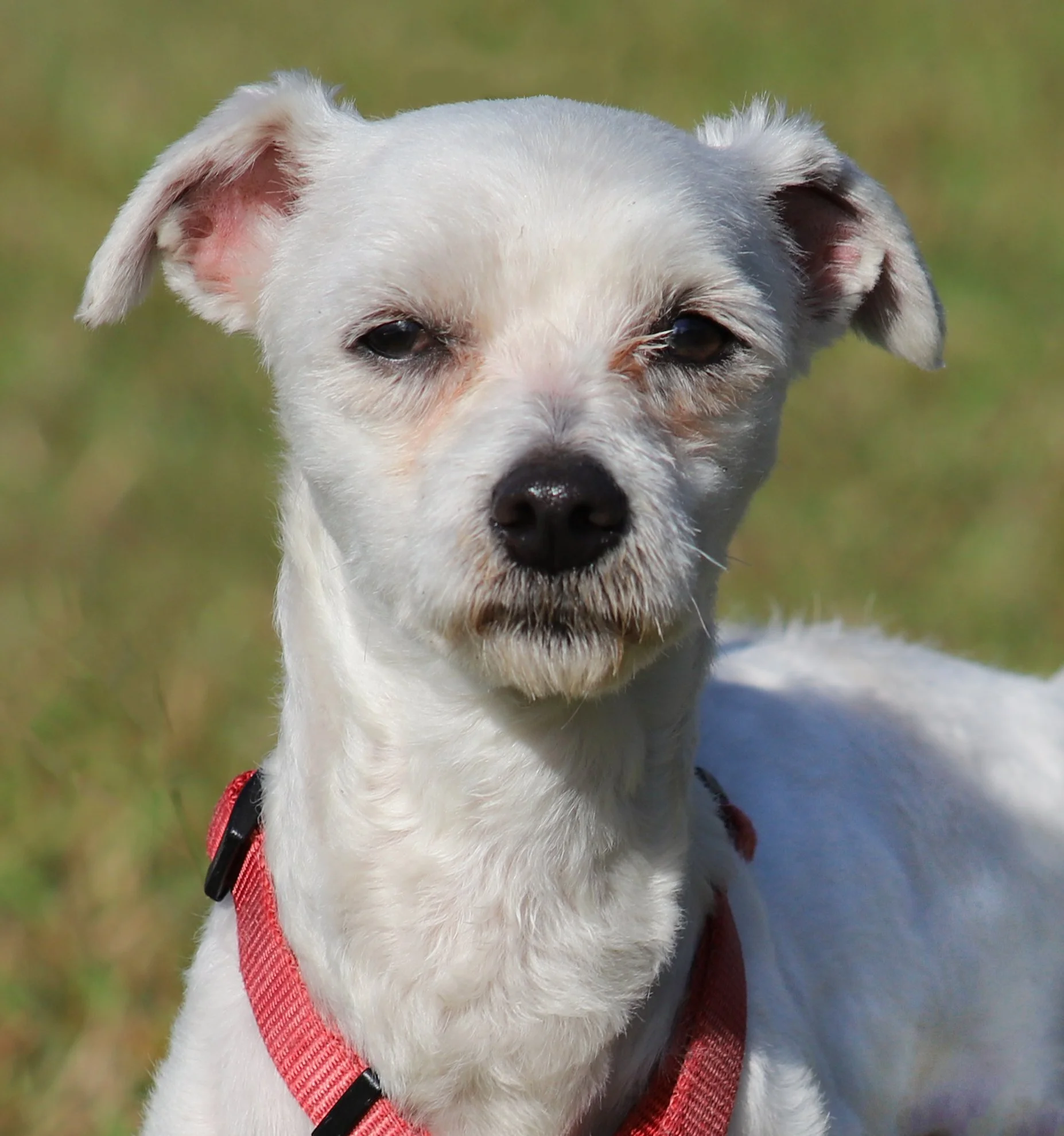 Our Canines — The Animal Refuge Center (ARC)