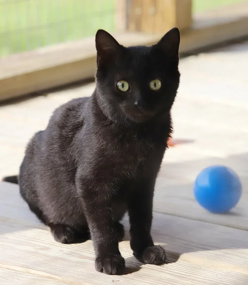 Omega — The Animal Refuge Center (ARC)