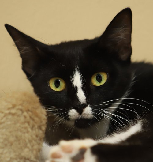 Alma — The Animal Refuge Center (ARC)