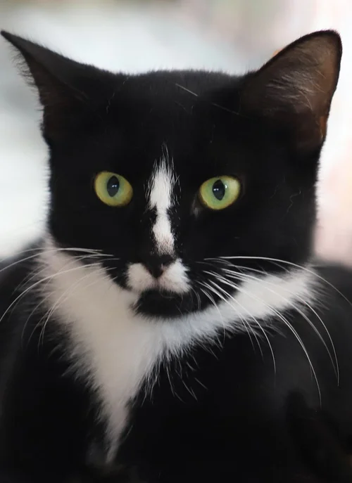 Alma — The Animal Refuge Center (ARC)