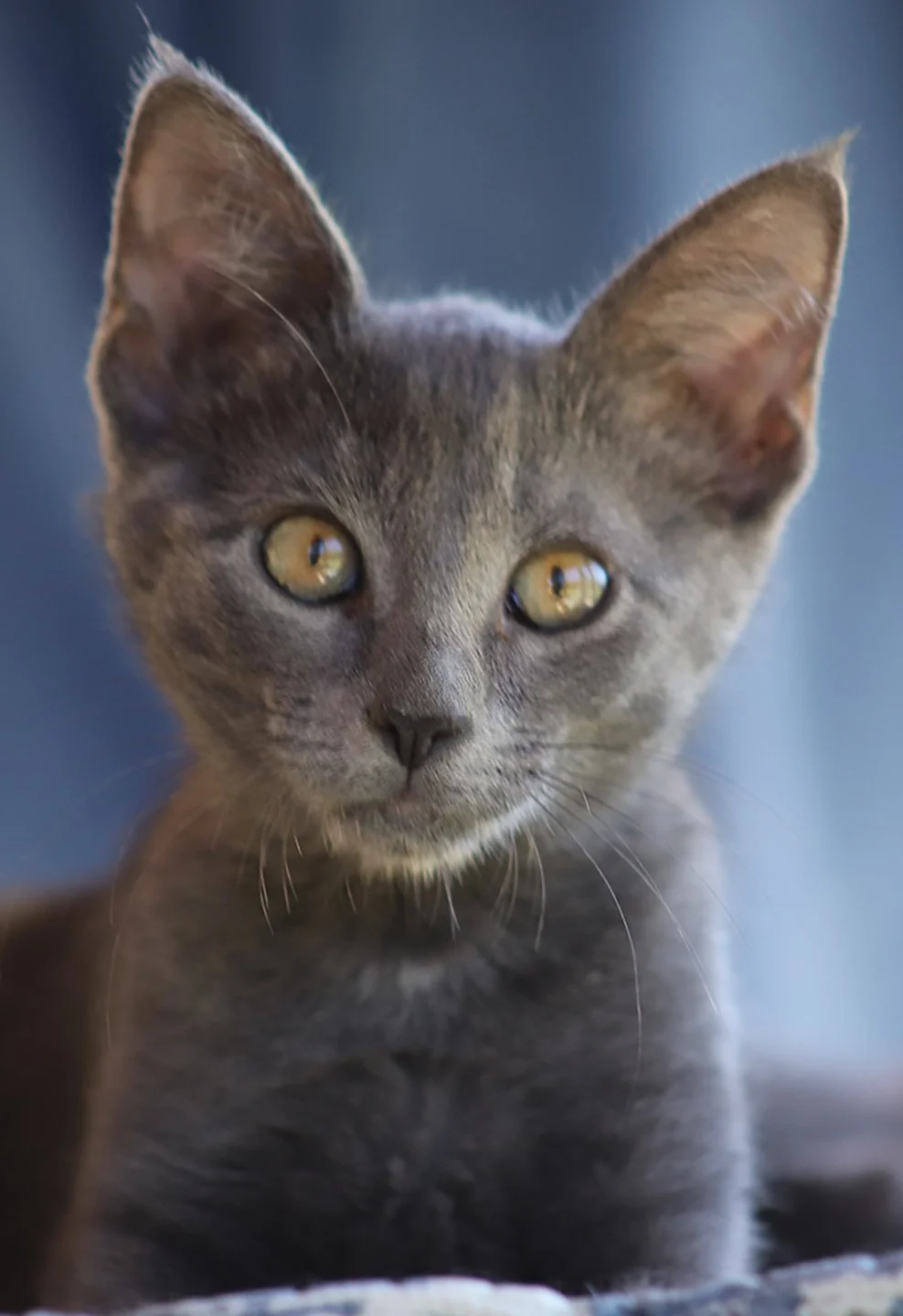 Our Felines — The Animal Refuge Center (ARC)