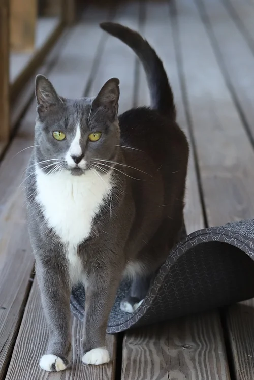 Dancer — The Animal Refuge Center (ARC)