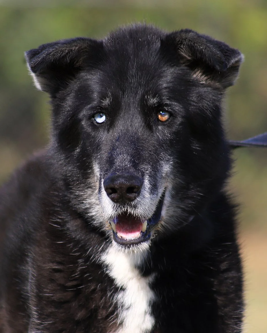 Our Canines — The Animal Refuge Center (ARC)
