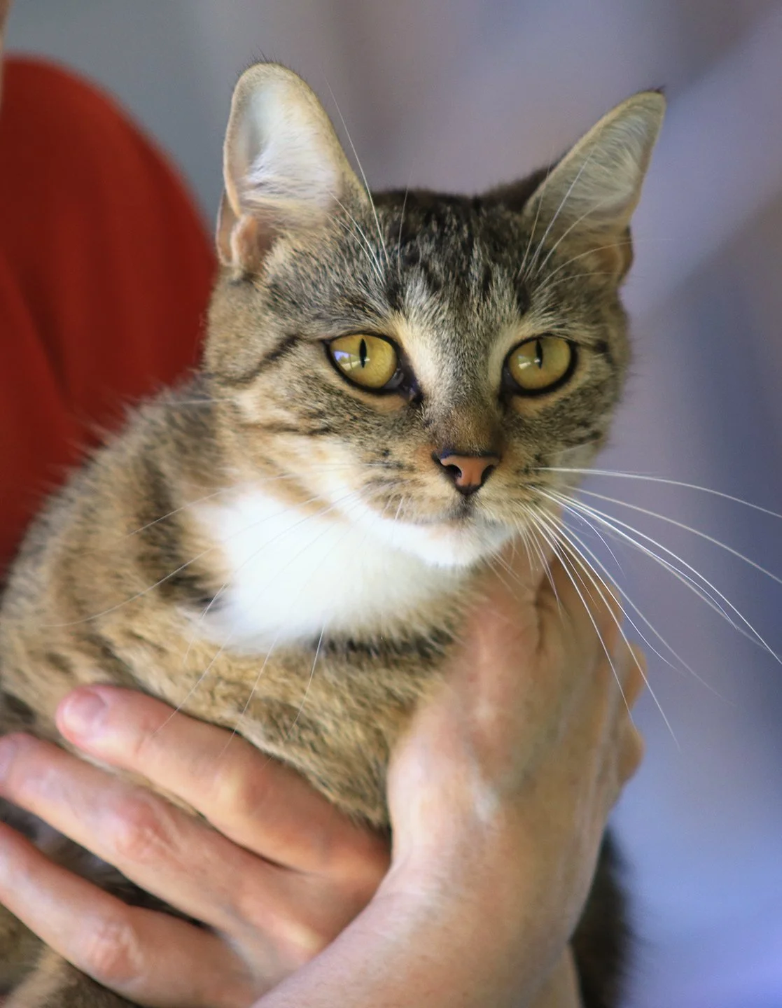 Our Felines — The Animal Refuge Center (ARC)