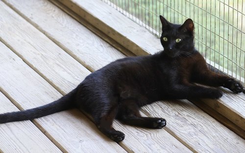 Omega — The Animal Refuge Center (ARC)