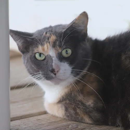 Marmalade — The Animal Refuge Center (ARC)