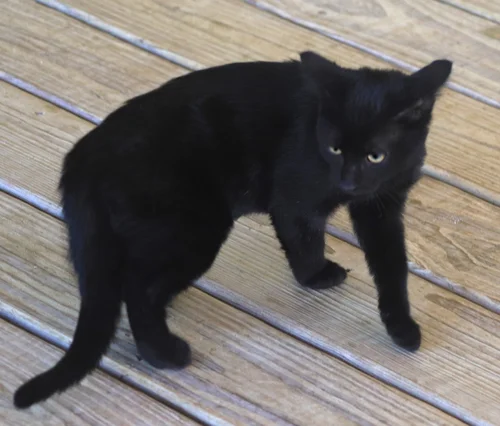 Bam Bam — The Animal Refuge Center (ARC)