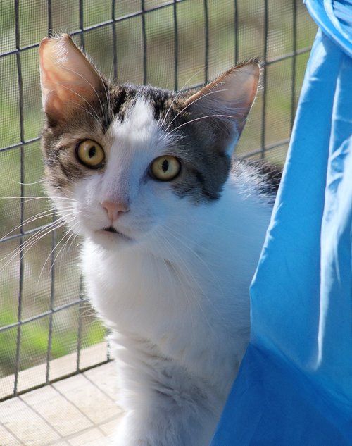 Zeke — The Animal Refuge Center (ARC)