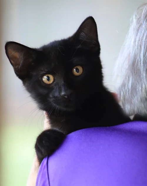 Betty Boop — The Animal Refuge Center (ARC)