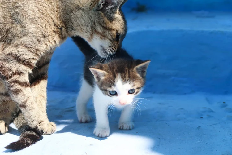 MOROCCO || The Imperial Street Cats of Morocco — Pendulum Magazine