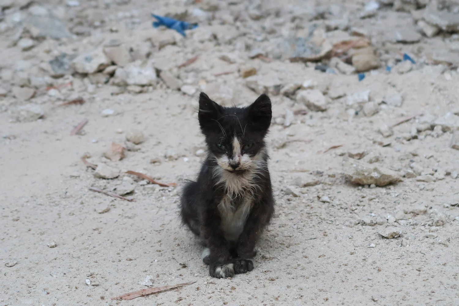 MOROCCO || The Imperial Street Cats of Morocco — Pendulum Magazine