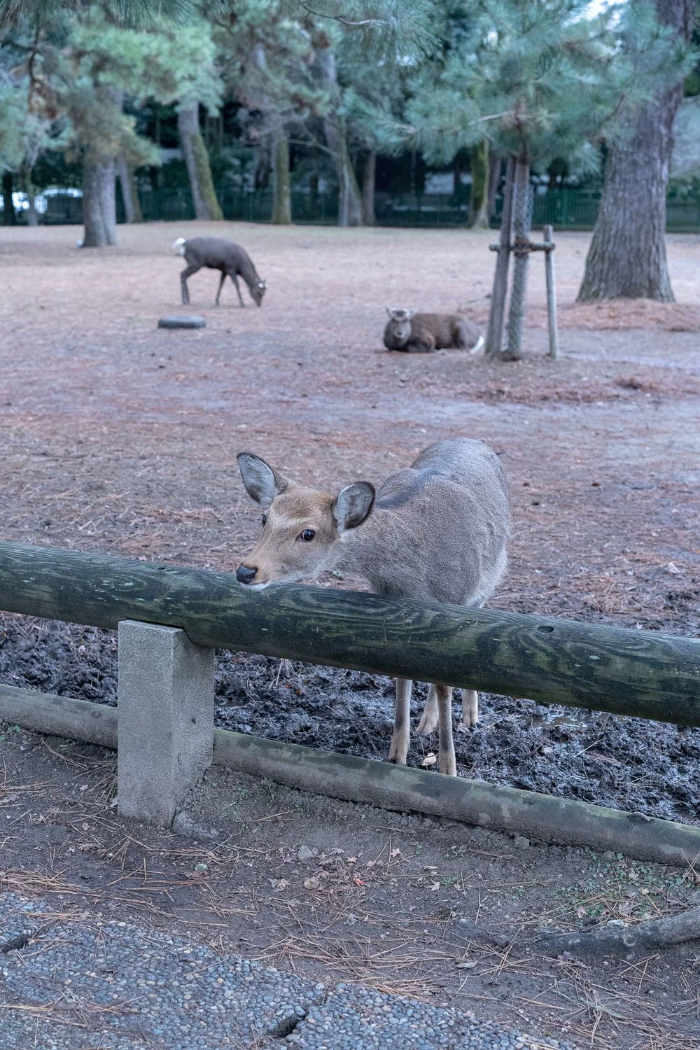 Nara || Home to Hundreds of Adorable Deer Less Than an Hour’s Train ...