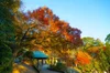 FALL FOLIAGE || The 5 Best Places to See 'Koyo' Autumn Leaves in Japan ...