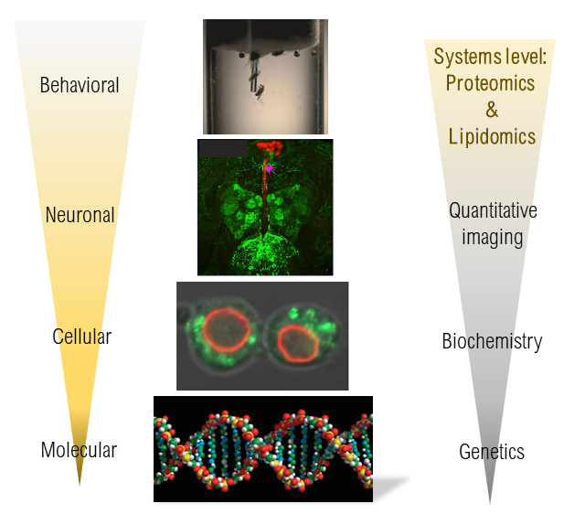 Research — Rajan Lab @ Hutch Basic Sciences