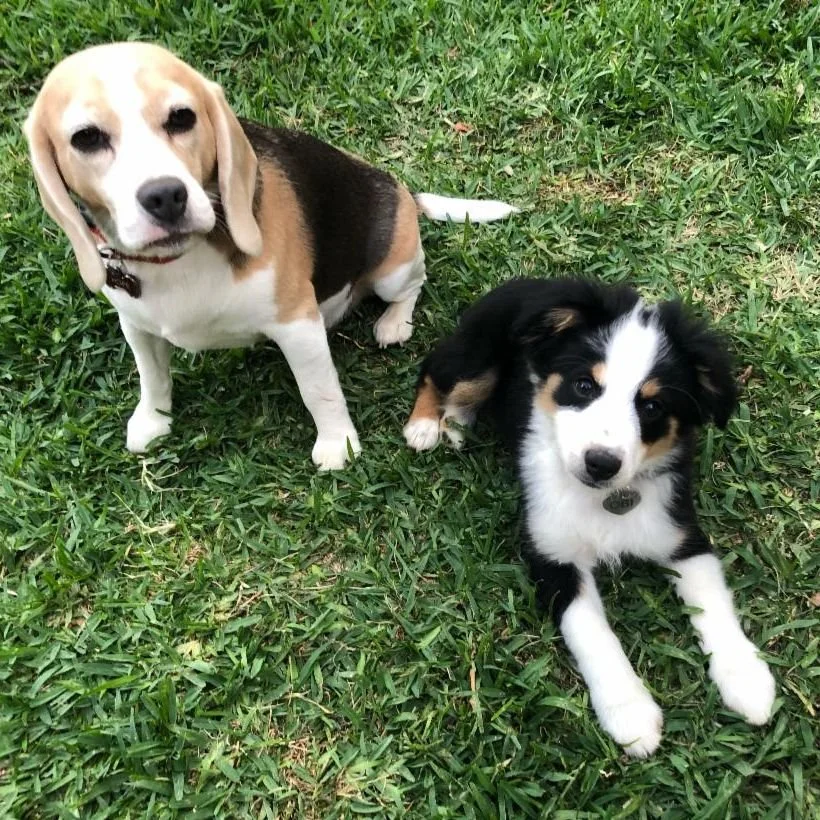 Beagle Mixed With Golden Retriever