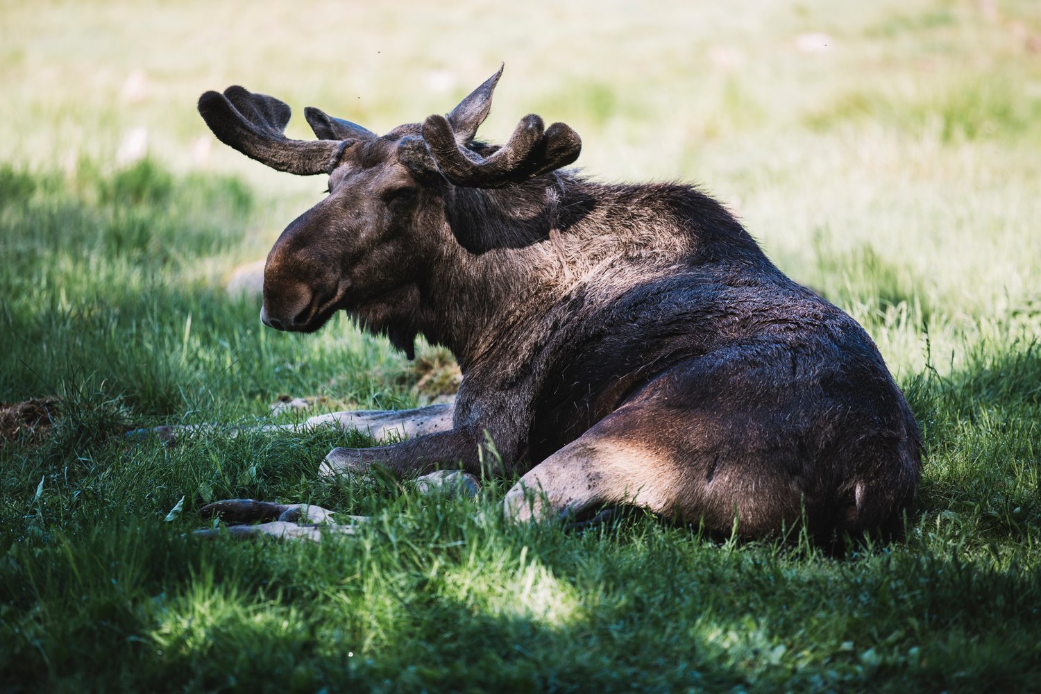 Wildlife Safari in Stockholm | Swedish wildlife | True Nature Sweden