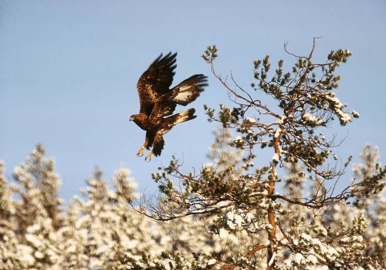 Wildlife Safari in Stockholm | Swedish wildlife | True Nature Sweden
