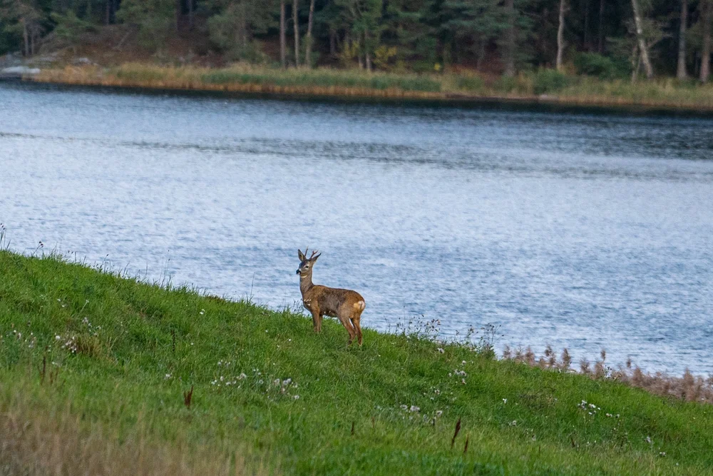 Swedish Nature Tours Guide and Trip to Sweden