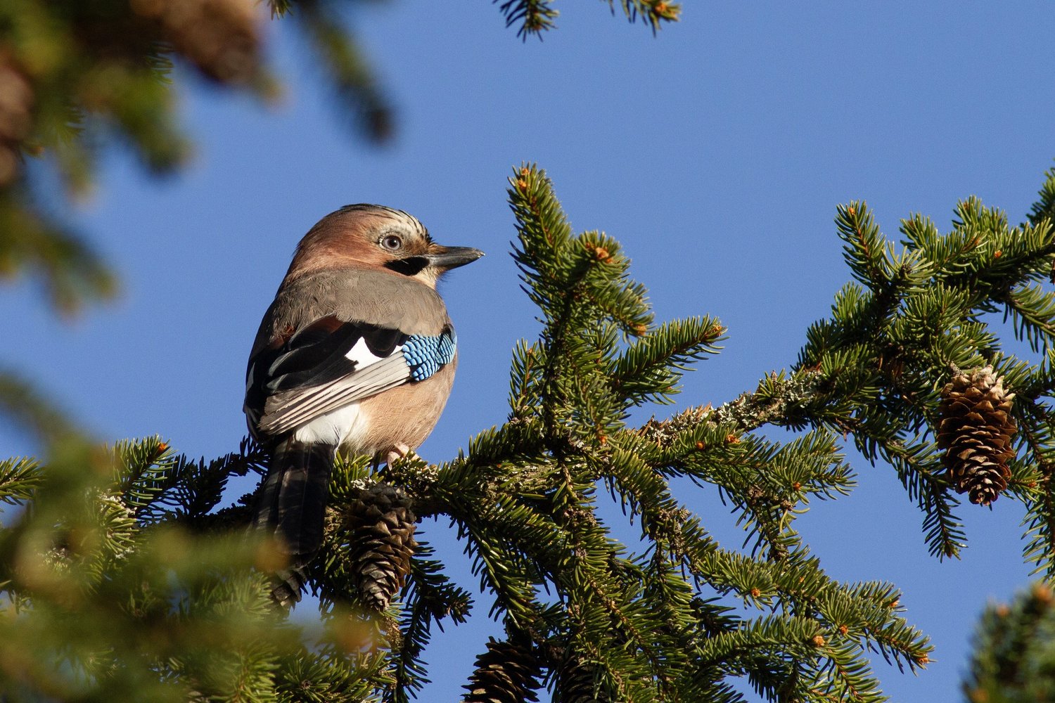Bird-Watching in Stockholm | Discover the Serenity of Swedish Bird Life ...