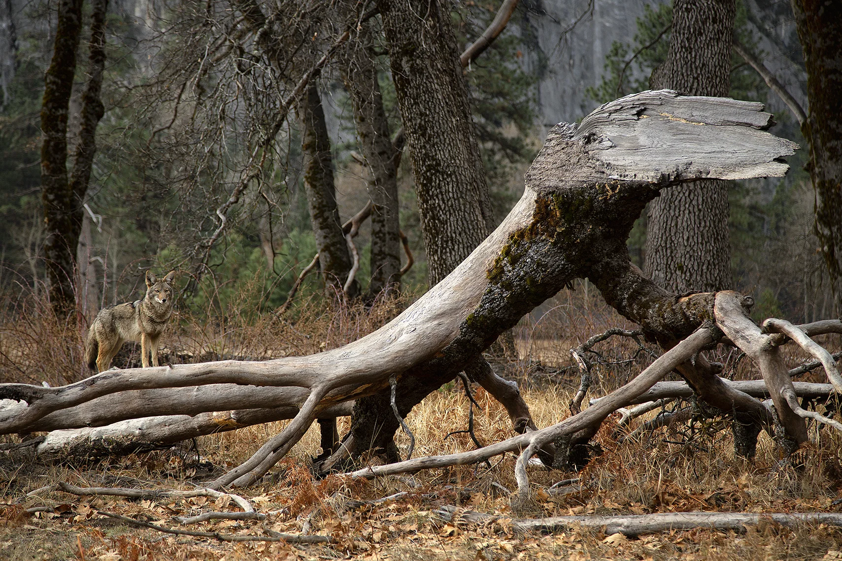 Ancient Souls — David Epps Photography