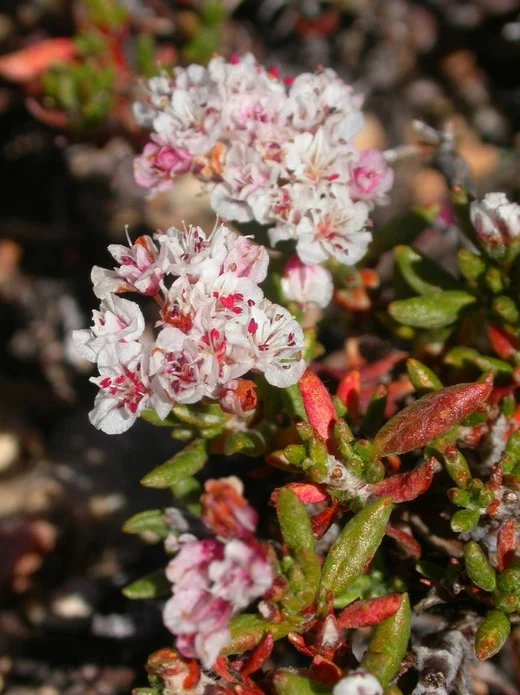 A Small Plant With an Epic Story — Mojave National Preserve Conservancy