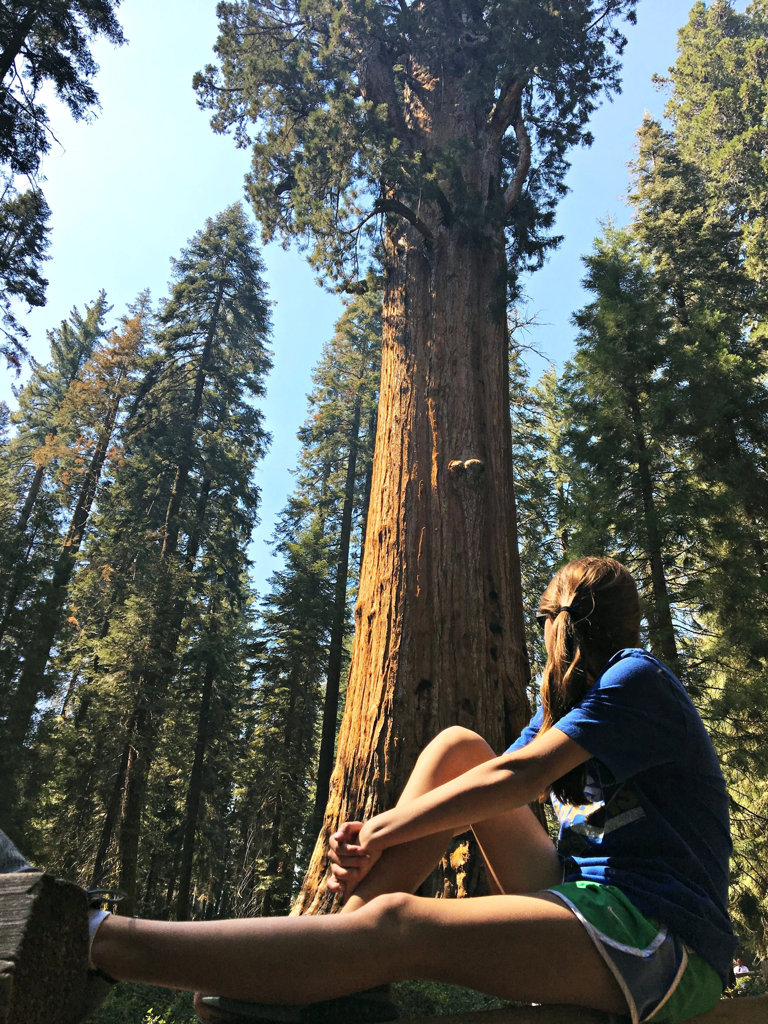 General Sherman - the superhero of Sequoia National Park - Rad Family ...