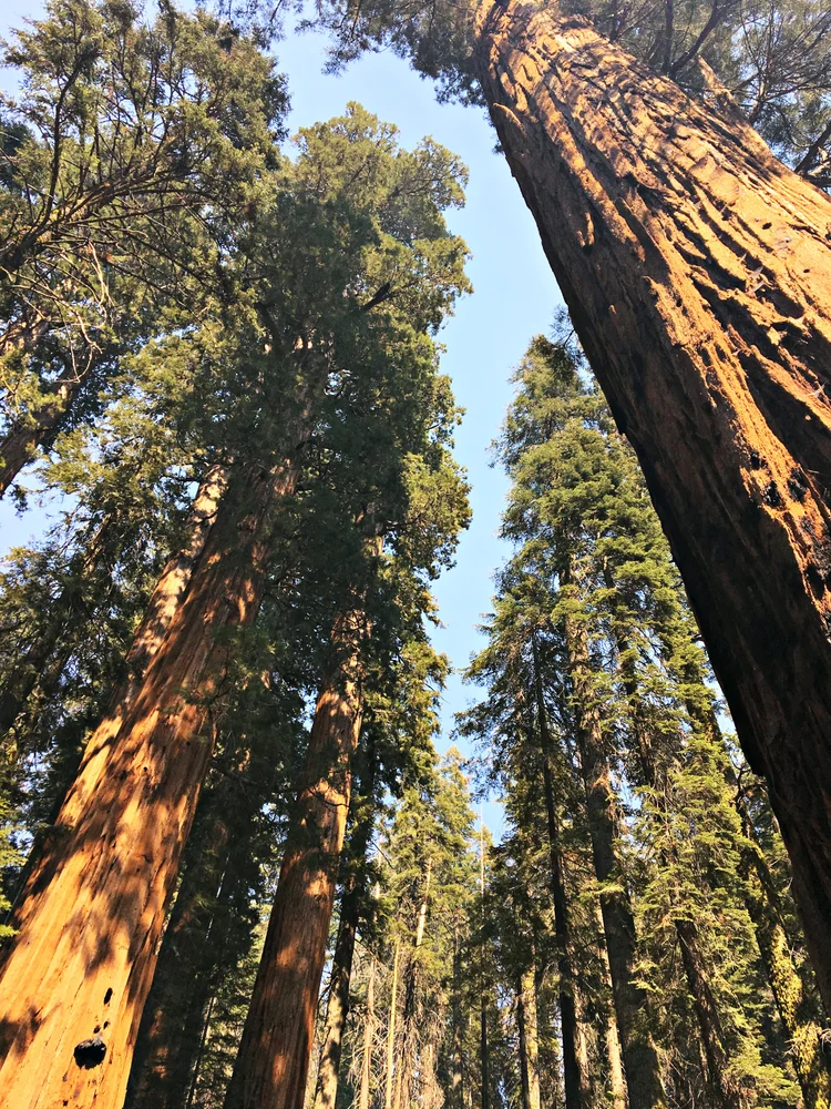 General Sherman - the superhero of Sequoia National Park - Rad Family ...