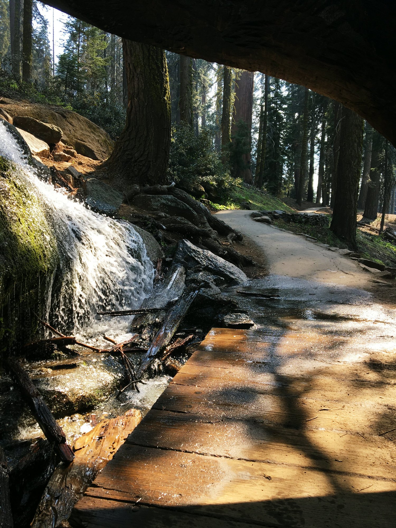 General Sherman - the superhero of Sequoia National Park - Rad Family ...