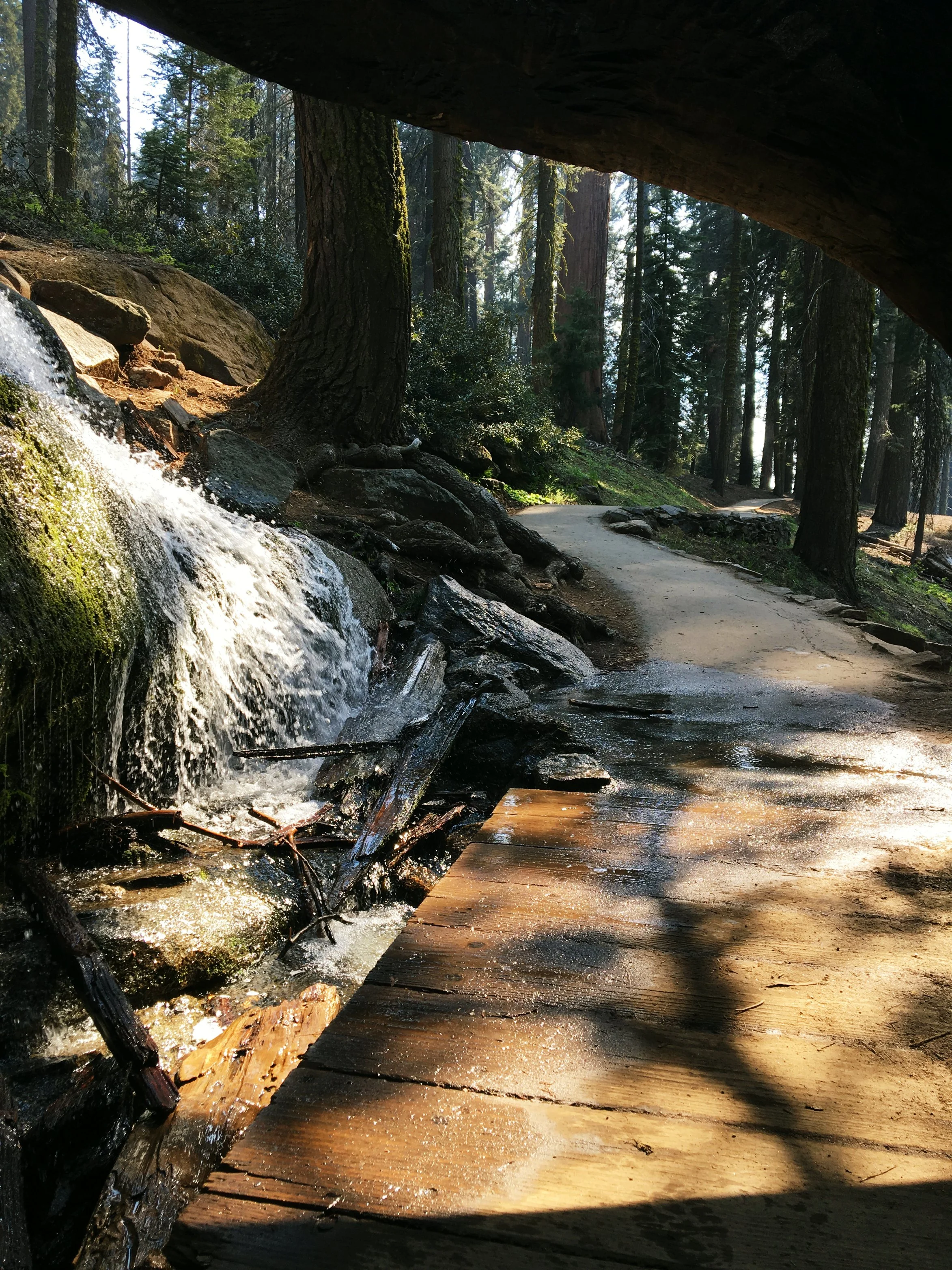 General Sherman - the superhero of Sequoia National Park - Rad Family ...