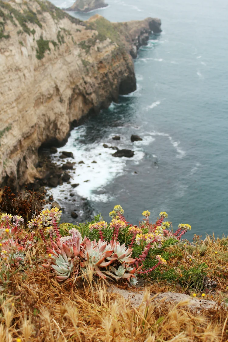 Day Trip to California’s Channel Islands National Park - Rad Family Travel