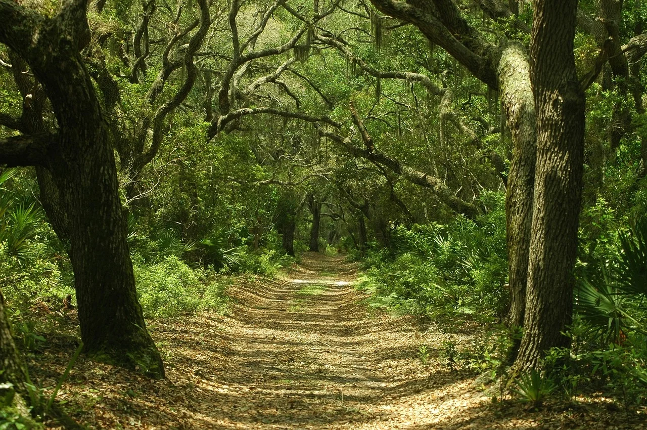Cumberland Island National Seashore - Rad Family Travel
