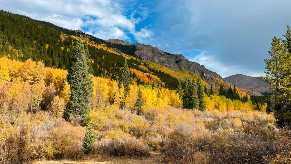 Your Key to Colorado Aspens in Fall and Scenic Drives That Will Take ...