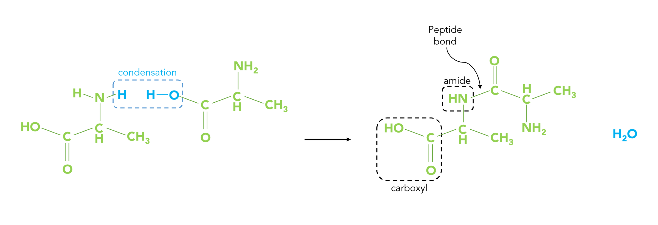 Using NMR to observe the restricted rotation in amide bonds — Nanalysis