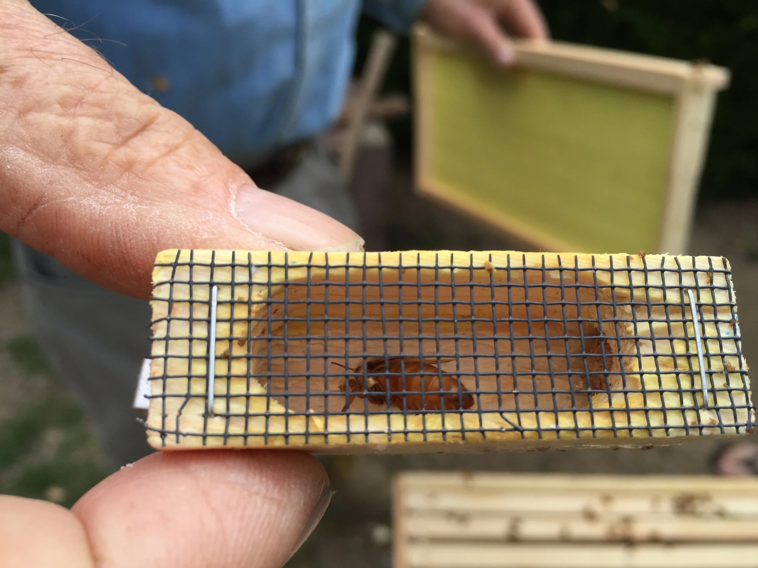 Bee Terms — B.A.S.C.