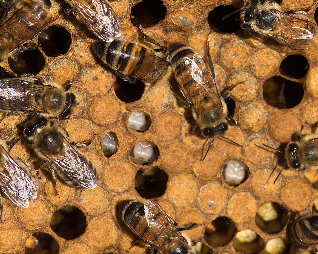 Bee Terms — B.A.S.C.