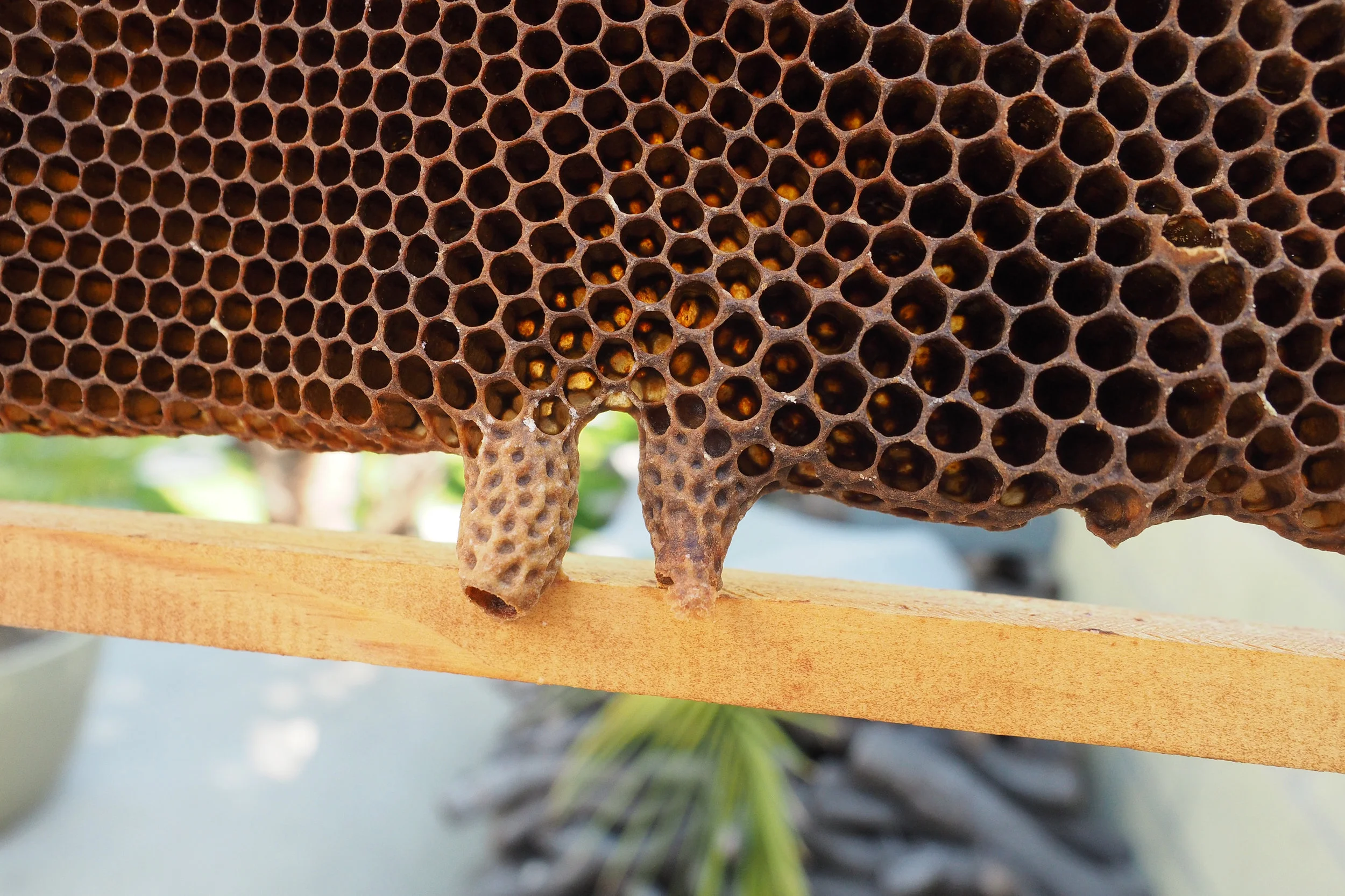 Bee Terms — B.A.S.C.