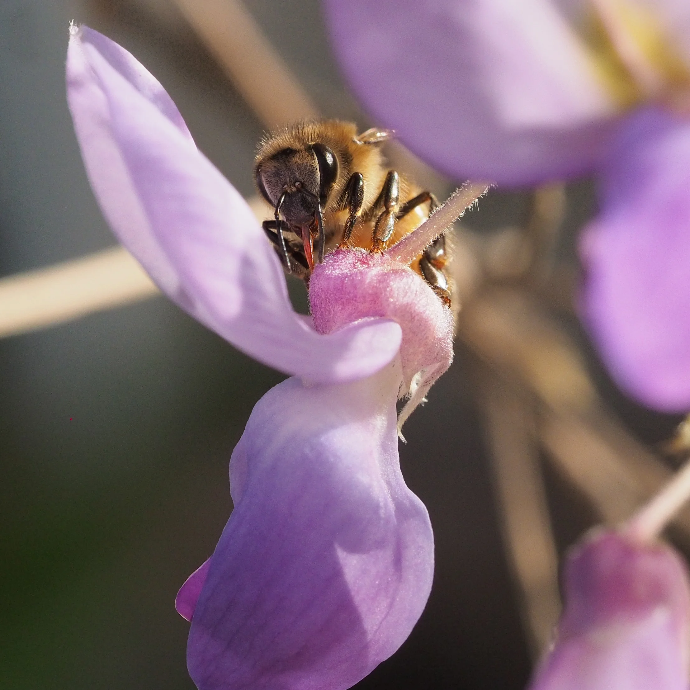 Bee Terms — B.A.S.C.