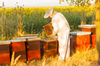 Beekeepers Association of Southern California