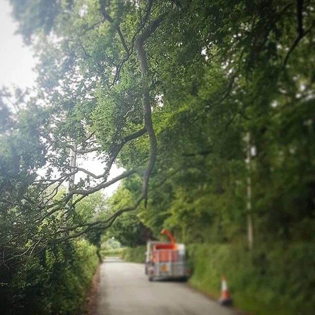 Max Newall Tree Services: Shropshire, Cheshire and Wales