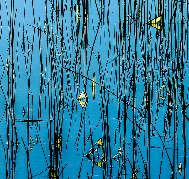 Bill Jackson_Artist Page