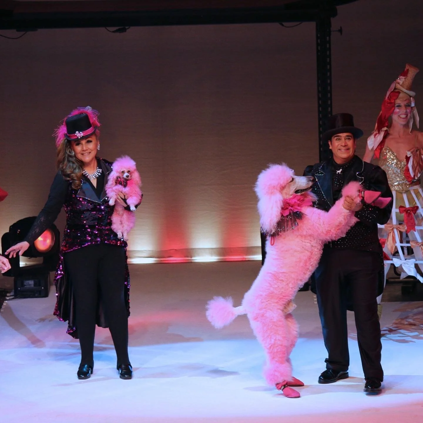 Cartoon Poodles: "AMERICA'S FAVORITE POODLES!"