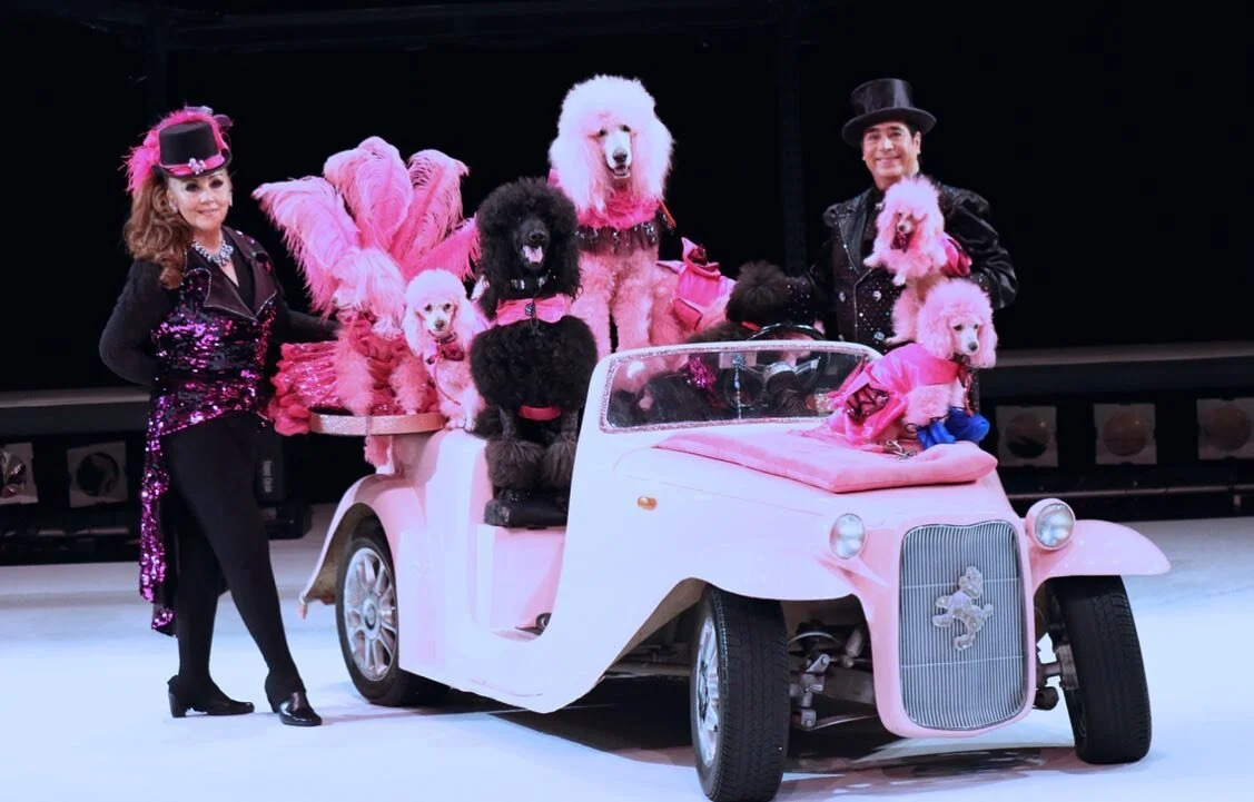 Cartoon Poodles: "AMERICA'S FAVORITE POODLES!"