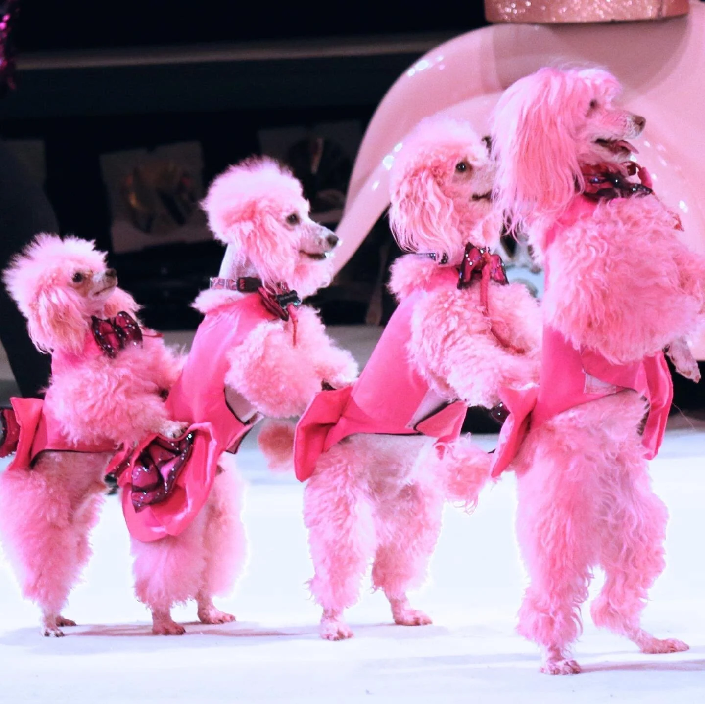 Cartoon Poodles: "AMERICA'S FAVORITE POODLES!"