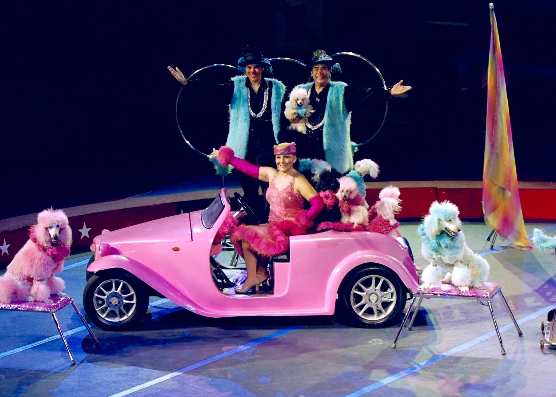 Cartoon Poodles: "AMERICA'S FAVORITE POODLES!"