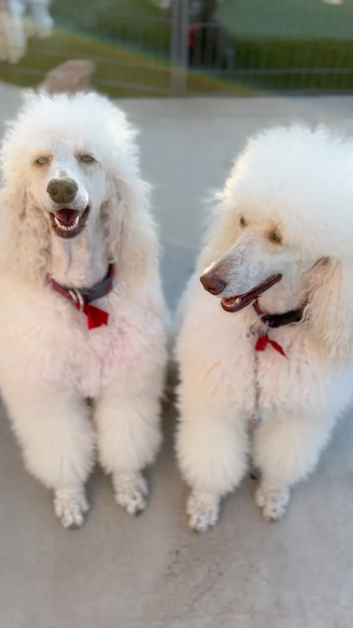 Cartoon Poodles: "AMERICA'S FAVORITE POODLES!"